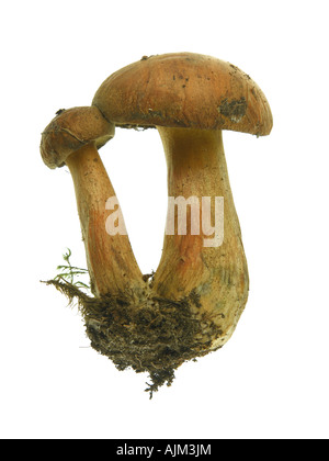 Deceiving bolete (Boletus queletii Stock Photo - Alamy