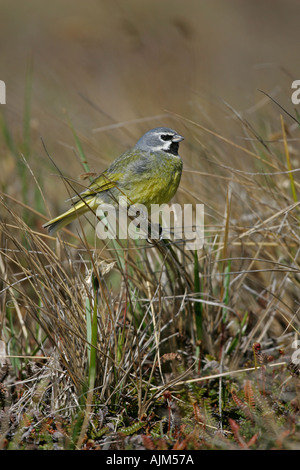 Parson s Finch Poephila cincta Black throated Finch Captive Stock Photo ...