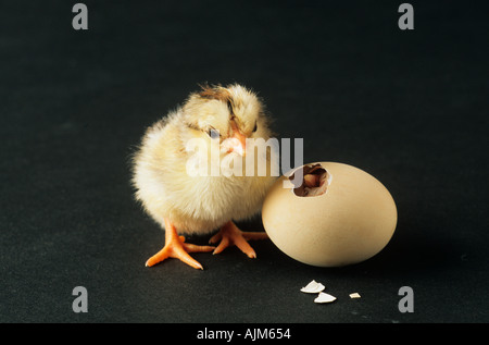 Hatching Chick after 21 Days Incubation 1 of 3 in sequence Stock Photo ...