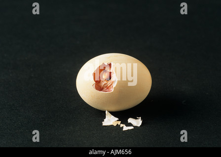 Hatching Chick after 21 Days Incubation 1 of 3 in sequence Stock Photo ...