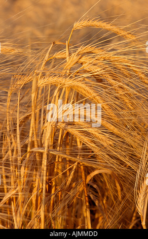 A close-up of a field of golden wheat Stock Photo - Alamy