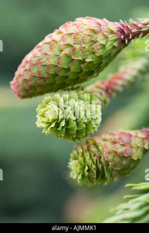 pine cone, picea abies, pine cones Stock Photo - Alamy