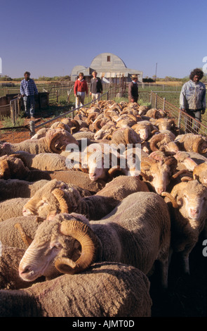 Merino sheep, Western Australia Stock Photo - Alamy