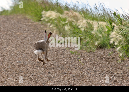 A White-tailed Jackrabbit running in a field Stock Photo: 91812347 - Alamy