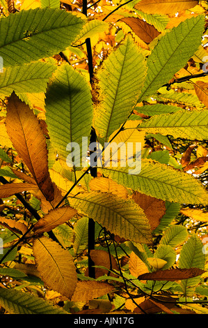 trees fall autumn keston kent england uk Stock Photo - Alamy
