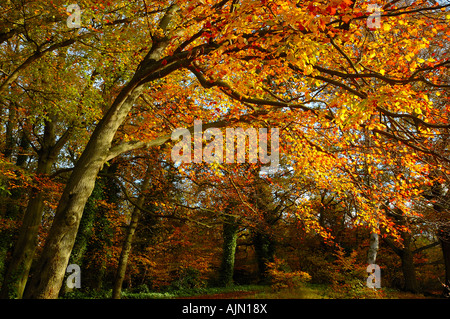 trees fall autumn keston kent england uk Stock Photo - Alamy