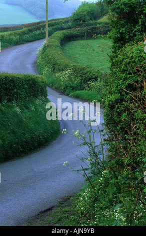 Quiet country lane with hedges and verges, on chalk; south side of ...