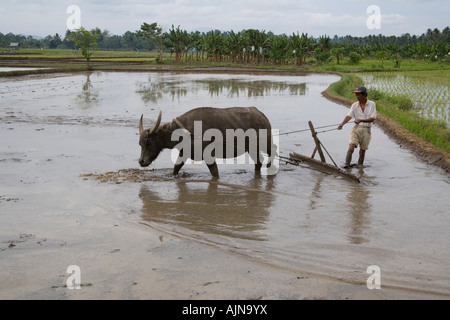 A Filipino farmer prepares the field for rice planting using Carabao ...