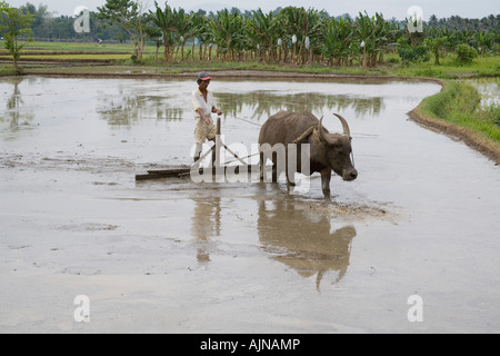 Carabao Plowing rice field, Philippines (14333026510 Stock Photo - Alamy