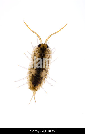 Sea Slater (Ligia oceanica) adult, on shore rock covered with barnacles ...