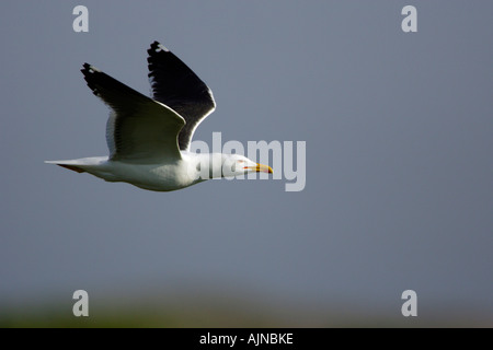 Great Black-back Gull (Larus marinus) grabbing fish, Noss NNR, Shetland ...