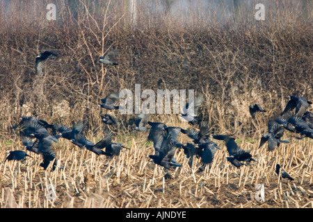 Jackdaw Corvus Monedula Flock Flying From Roost In Tree Top