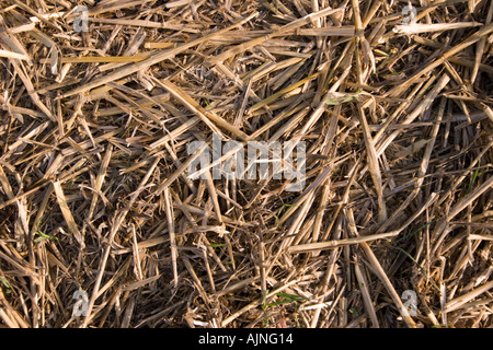 A vertical photograph of a cut hay field and a tree in the Stock Photo ...
