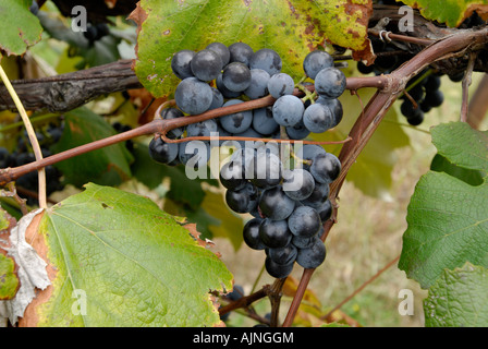 Vitis labrusca. Ripe Concord grapes, Troy, Montana, USA. The Concord ...