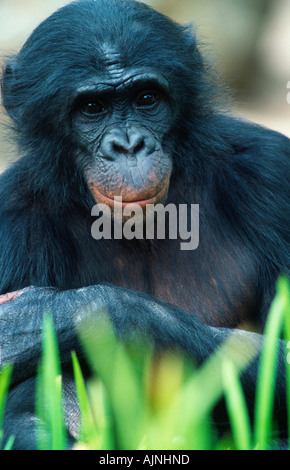 Bonobo, female, Pygmy Chimpanzee (Pan paniscus Stock Photo - Alamy