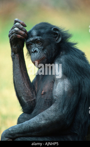 Bonobo, female, Pygmy Chimpanzee (Pan paniscus Stock Photo - Alamy