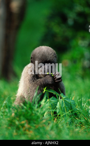 Young Common Woolly Monkey Lagothrix lagotricha Stock Photo - Alamy