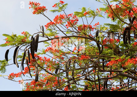 FLAMBOYANT FLOWERS AND GREEN SEED PODS ON THE TREE [DELONIX REGIA ...