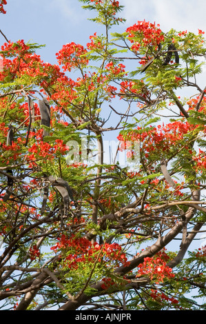 Poinciana Flamboyant seed pods growing on the Caribbean island of ...