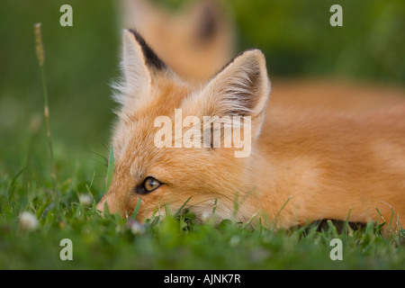 Young red fox, Point Prim, Prince Edward Island, Canada Stock Photo - Alamy