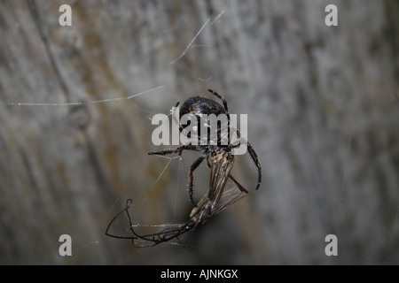 Garden or Orb spider web with Crane Fly prey Stock Photo - Alamy