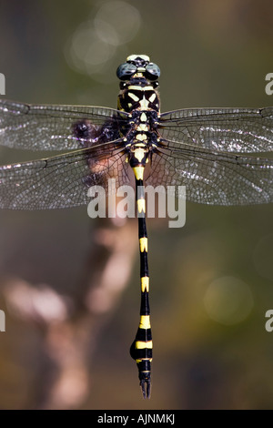 Dragonfly close up insect in nature. Nature insect dragonfly on walnut ...