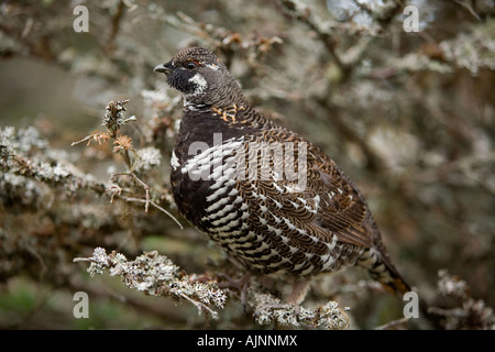 Spruce Grouse, (Falcipennis canadensis), Cape Breton Highlands National ...