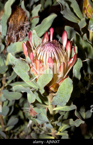 Stink-leaf Sugarbush - Protea susannae Stock Photo - Alamy