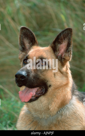 Head shot of German shepherd, Alsatian Stock Photo - Alamy