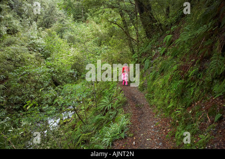 Waterfall Walk Track near Springs Junction Lewis Pass Road West Coast ...