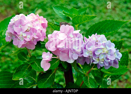 Hydrangea flower, kerala, India Stock Photo - Alamy