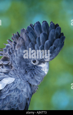 Red-tailed Black Cockatoo, Calyptorhynchos banksi, Red-tailed Black ...