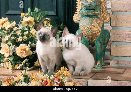 Classic Siamese Cats kittens 9 weeks Stock Photo - Alamy