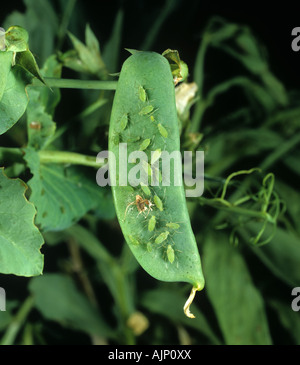Pea aphids (Acyrthosiphon pisum) on a pea plant leaf. Aphids are pests ...