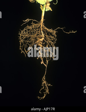 Stubby root nematode Trichodorus or Pratylenchus damage to pea roots ...