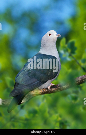 Green Imperial Pigeon (Ducula aenea pusilla). Sri Lanka wintertime ...