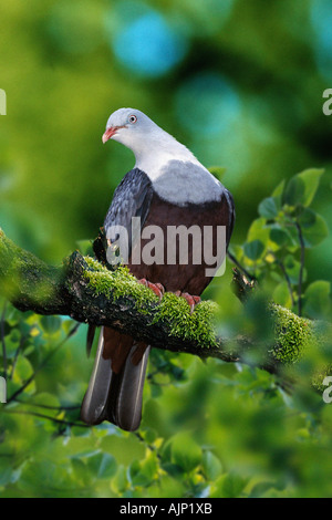 The spotted imperial pigeon (Ducula carola) is a species of bird in the ...