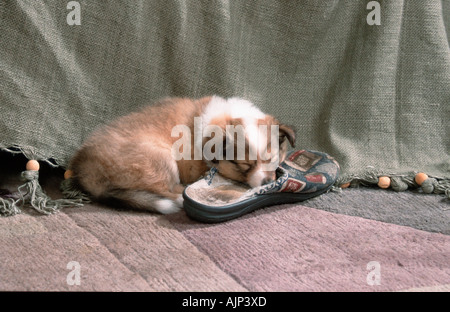 Sheltie puppy, 6 weeks, sleeping on slipper, Shetland Sheepdog Stock ...