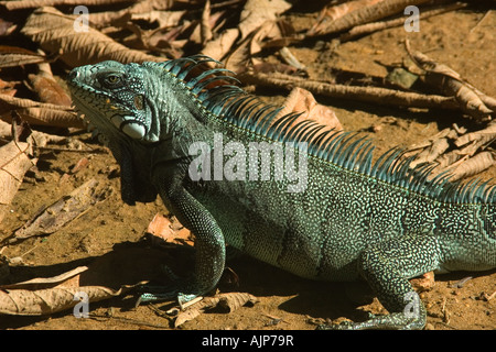 Green Iguana Iguana iguana Novo Airao Amazonas Brazil Stock Photo - Alamy