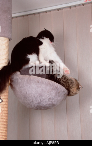 Norwegian Forest Cat quarreling Stock Photo - Alamy