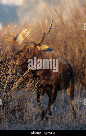 Bull Moose at Sunrise in Grand Teton National Park Wyoming in Auutmn ...