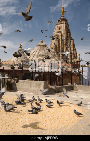 India, Rajasthan, Jaipur, Hindu feeding the pigeons to improve their ...