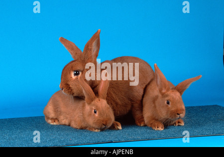 Rabbit with youngs, Red New Zealand rabbit with kittens, Red New ...