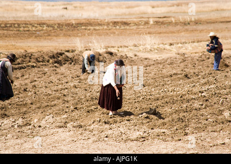 Subsistence farmers planting potatoes by the Lake Titicaca, Bolivia ...
