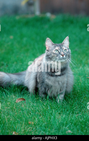 Norwegian Forest Cat blue silver torbie Stock Photo - Alamy