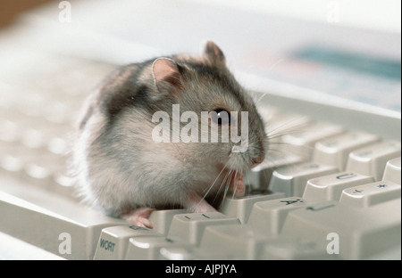 Dwarf hamster sitting on typewriter, djungarian hamster (Phodopus ...