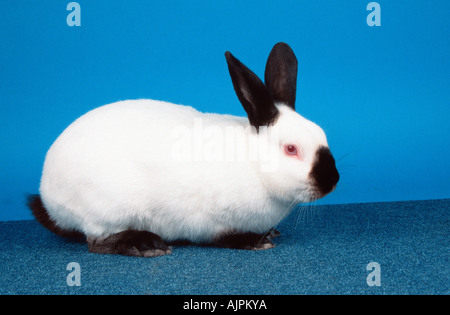 A Himalayan rabbit Stock Photo - Alamy