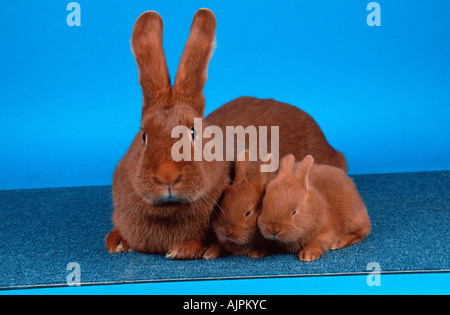 Rabbits, female with youngs, Red New Zealander Rabbit, female with ...