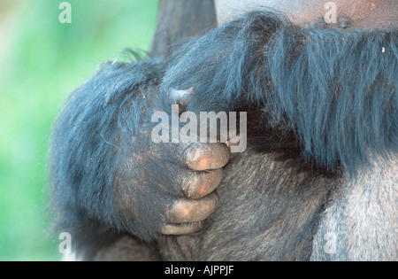 Western Gorilla silverback Gorilla gorilla gorilla Stock Photo - Alamy