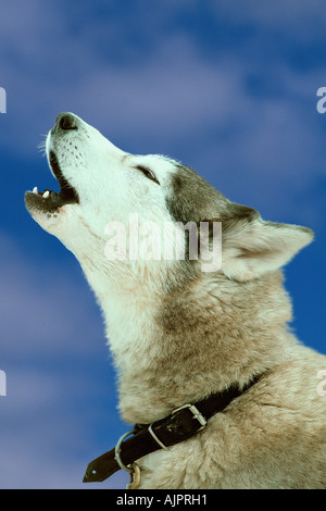Dog Siberian Husky adult howling wolves Stock Photo - Alamy